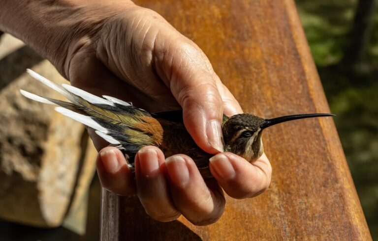 How To Get A Hummingbird Out Of Your House (6 Steps)