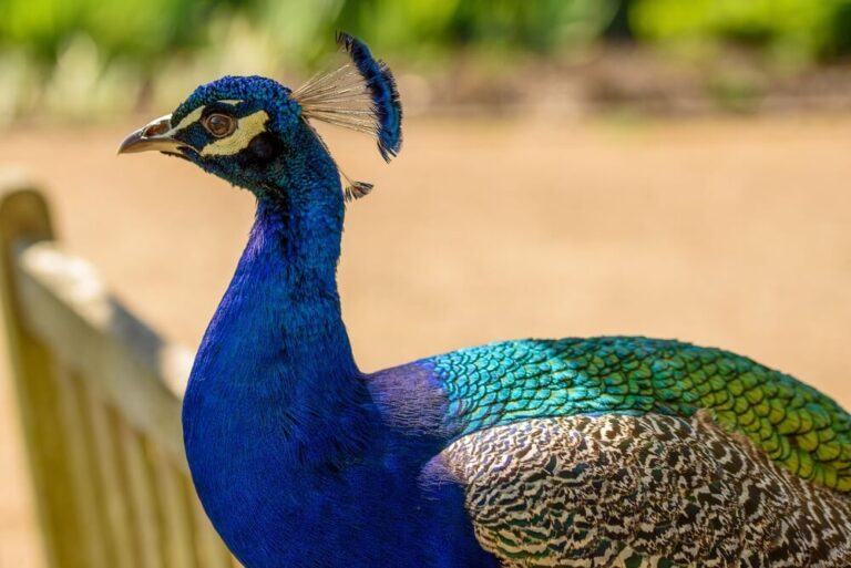 43 Amazing Purple Birds (With Photos)