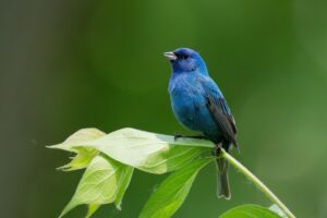 16 Interesting Facts About Indigo Buntings