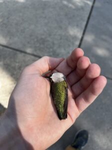 How To Take Care Of Injured Or Abandoned Birds (Dos & Don'ts)