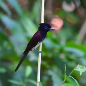 43 Amazing Purple Birds (With Photos)