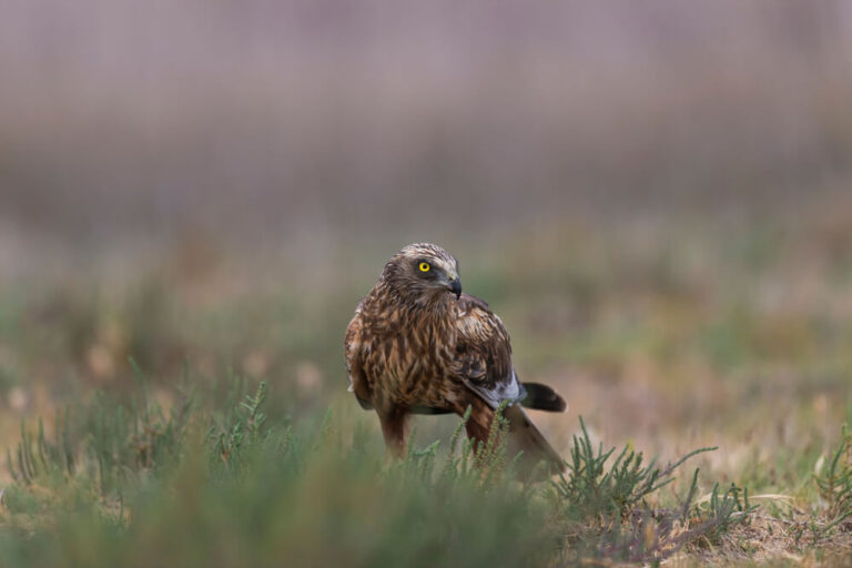 Baby Eagles: The Ultimate Guide (With Pictures)