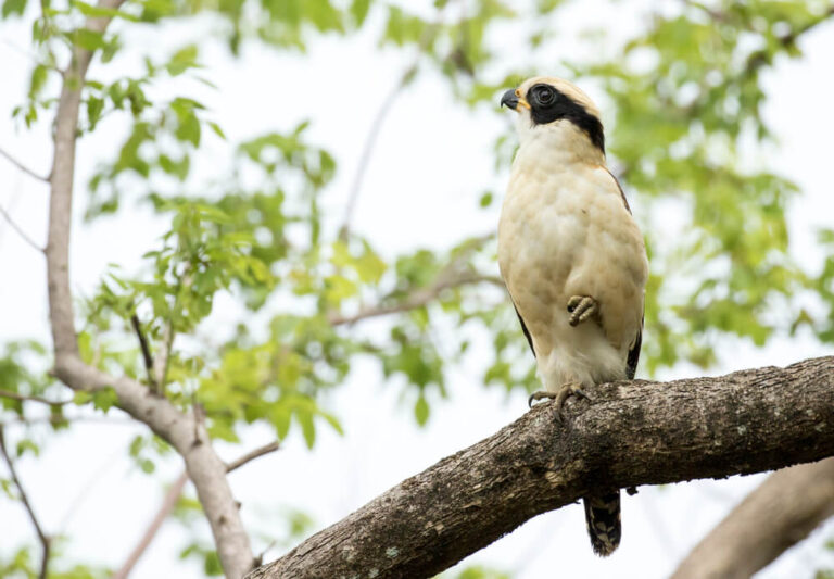 17 Incredible White Birds of Prey (ID Guide with Pictures)