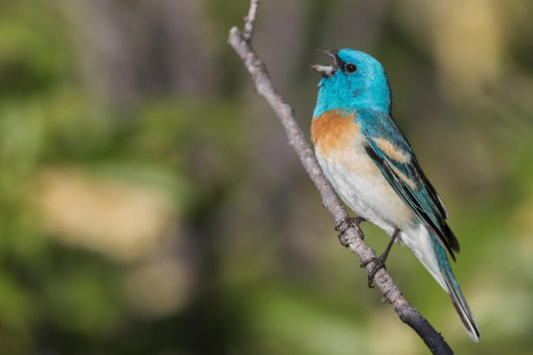 13 Stunning Small Blue Birds (With Pictures)