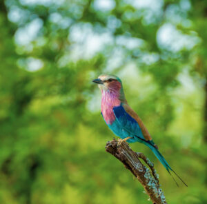 43 Amazing Purple Birds (With Photos)