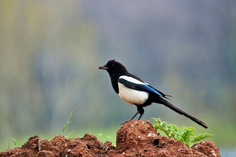26 Birds That Eat Other Birds (With Photos)