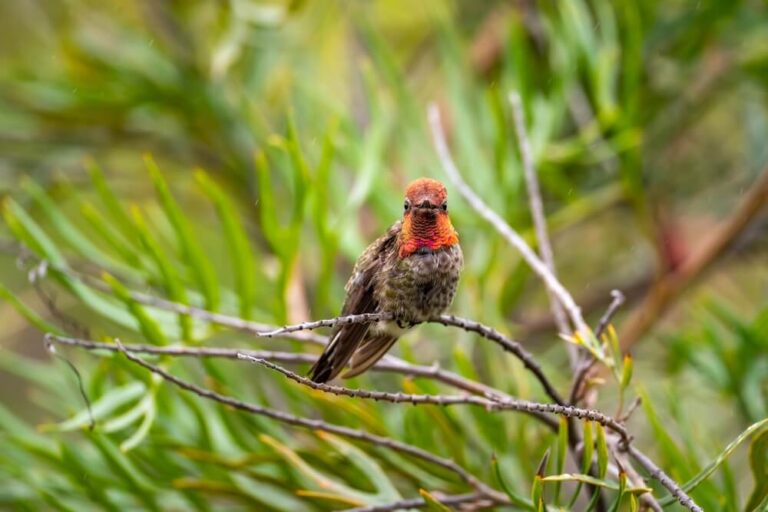 28 Birds With Red Heads (With Pictures & Facts)
