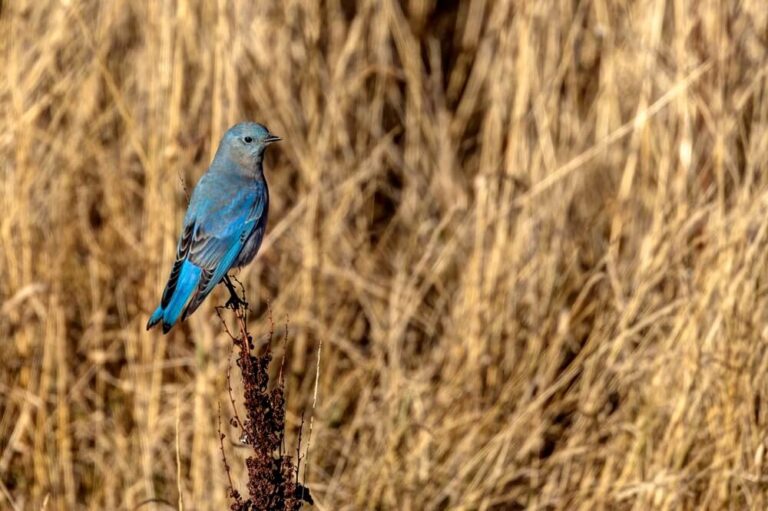 14 Interesting Facts About Bluebirds