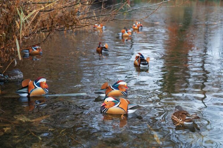 21 Facts About Wood Ducks