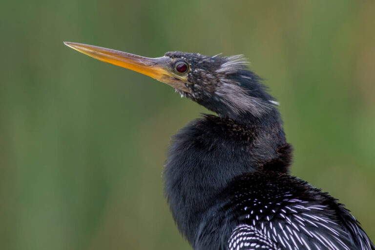 41 Gorgeous Birds With Orange Beaks - BirdChronicle.com