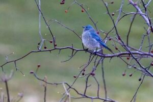 14 Interesting Facts About Bluebirds