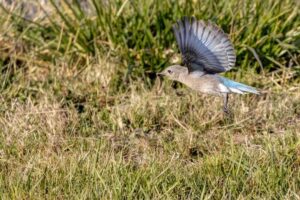 Bluebird Symbolism: 7 Meanings & Representations