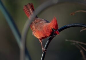 28 Birds With Red Heads (With Pictures & Facts)