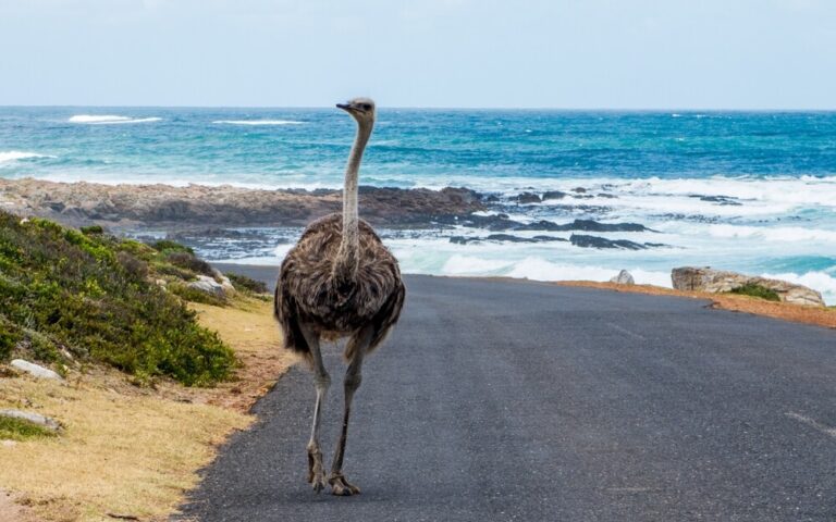 17 Biggest Birds In The World (Photos)