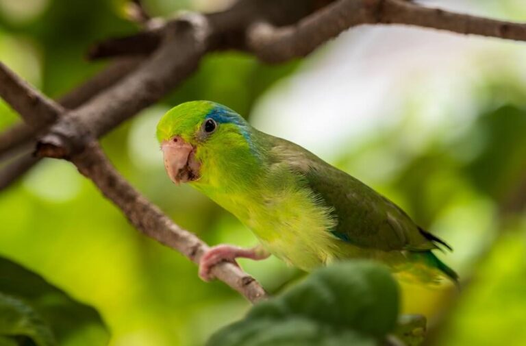 21 Beautiful Small Green Birds (With Pictures & Facts)