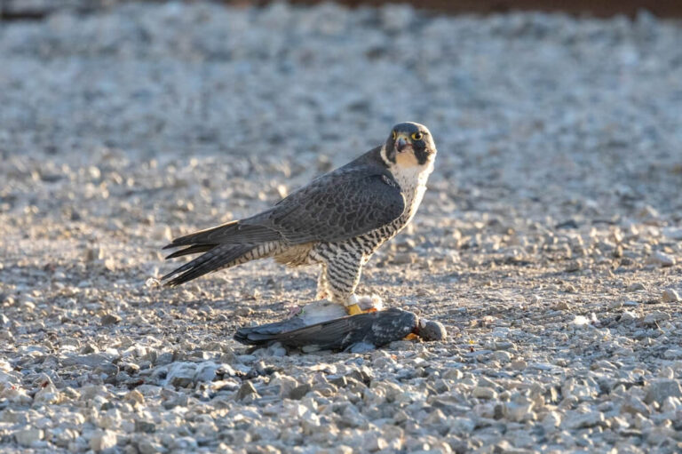 26 Birds That Eat Other Birds (With Photos)