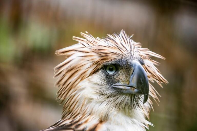 37 Stunning Birds With Mohawks (With Pictures)
