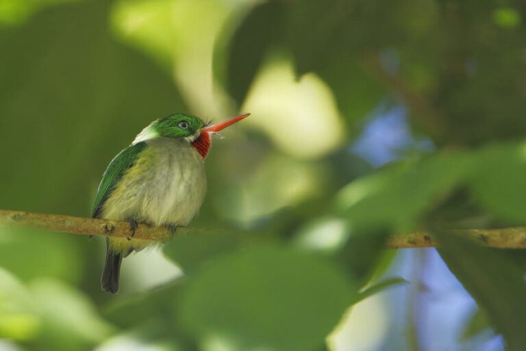 21 Beautiful Small Green Birds (With Pictures & Facts)