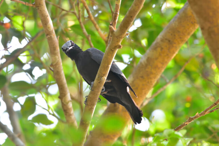 43 Amazing Purple Birds (With Photos)