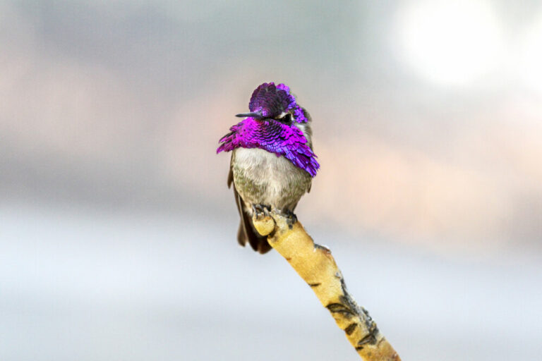 43 Amazing Purple Birds (With Photos)