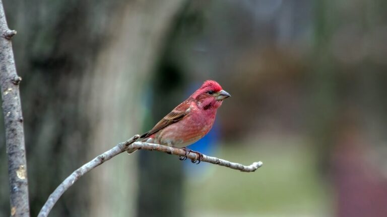 43 Amazing Purple Birds (With Photos)
