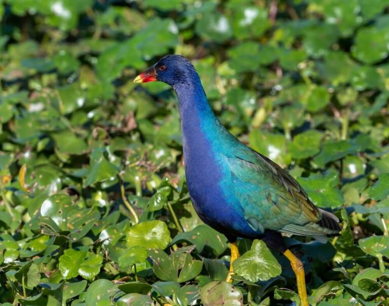 41 Gorgeous Birds With Orange Beaks - BirdChronicle.com
