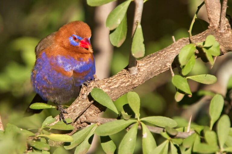 43 Amazing Purple Birds (With Photos)