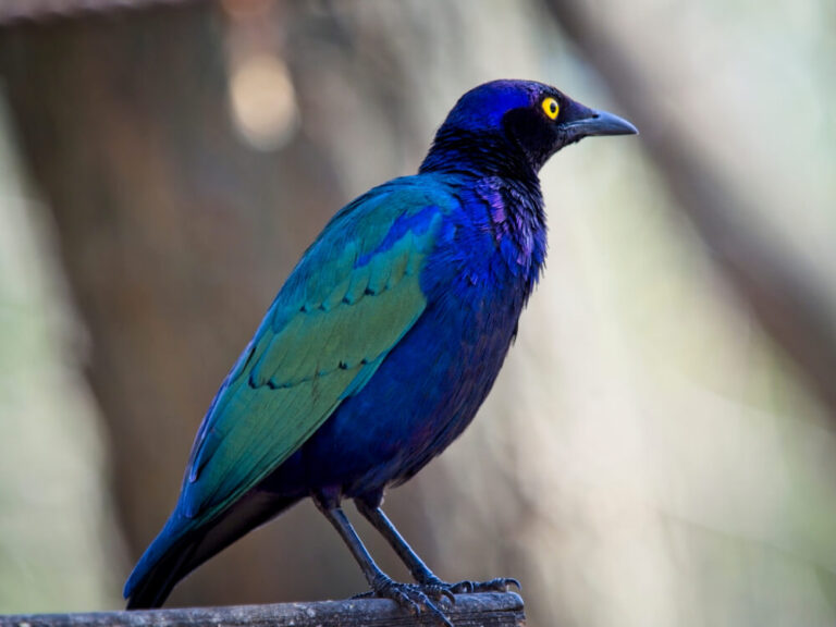 43 Amazing Purple Birds (With Photos)