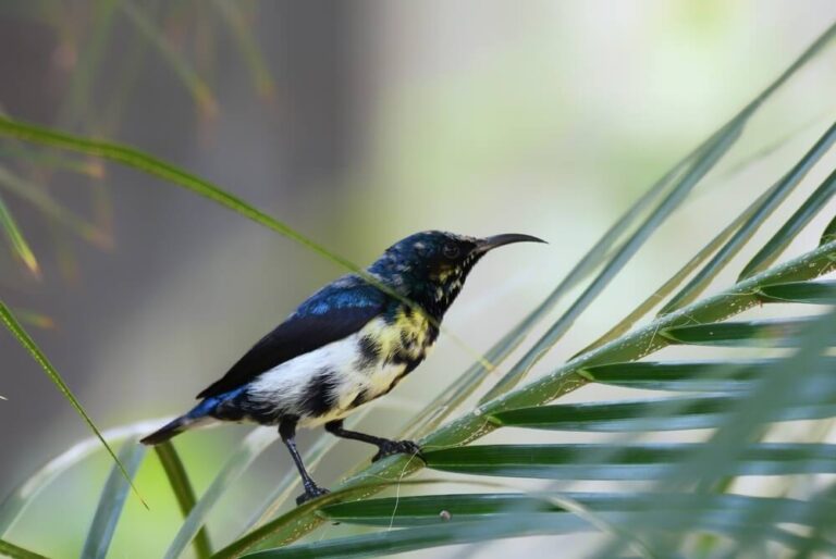 43 Amazing Purple Birds (With Photos)