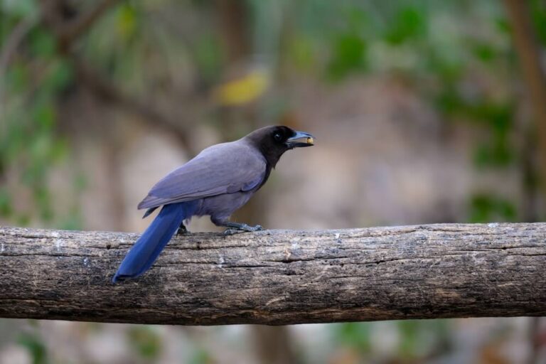 43 Amazing Purple Birds (With Photos)