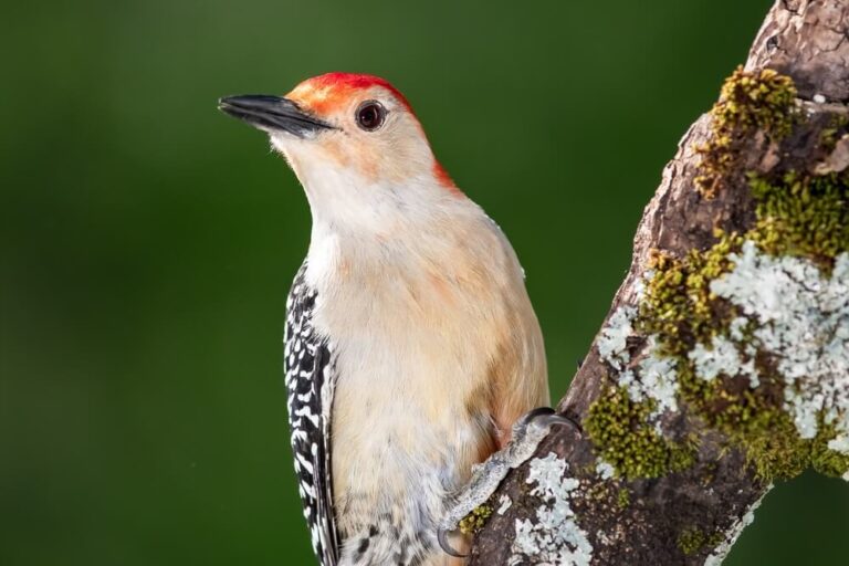 16 Interesting Facts About The Red-Bellied Woodpecker