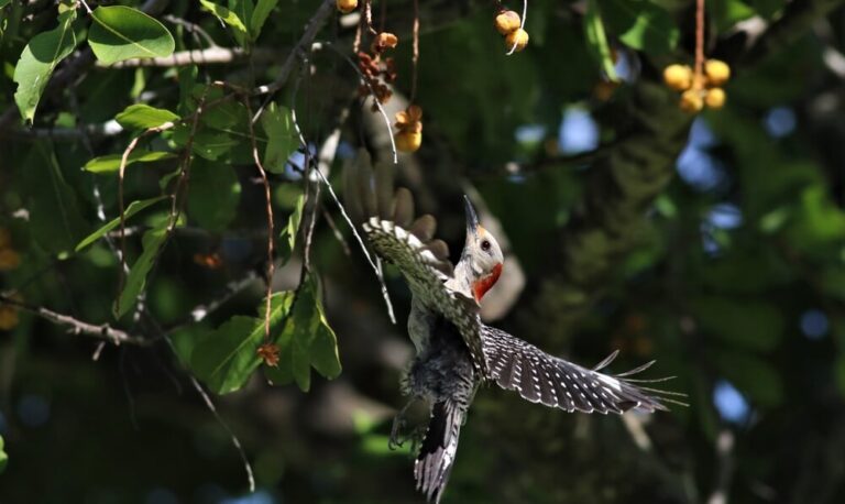 16 Interesting Facts About The Red-Bellied Woodpecker