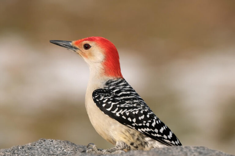 28 Birds With Red Heads (With Pictures & Facts)