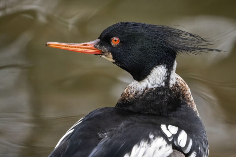 37 Stunning Birds With Mohawks (With Pictures)