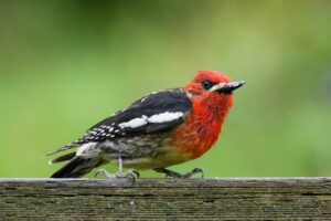 28 Birds With Red Heads (With Pictures & Facts)