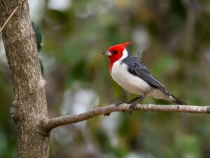 28 Birds With Red Heads (With Pictures & Facts)