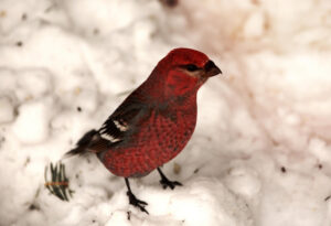 9 Small Red Birds (Pictures Included)