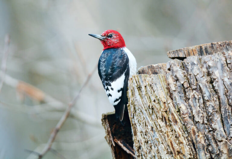 28 Birds With Red Heads (With Pictures & Facts)