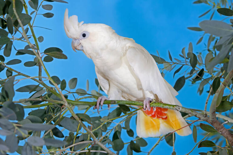 9 Adorable Small White Birds (Species ID Guide & Pictures)