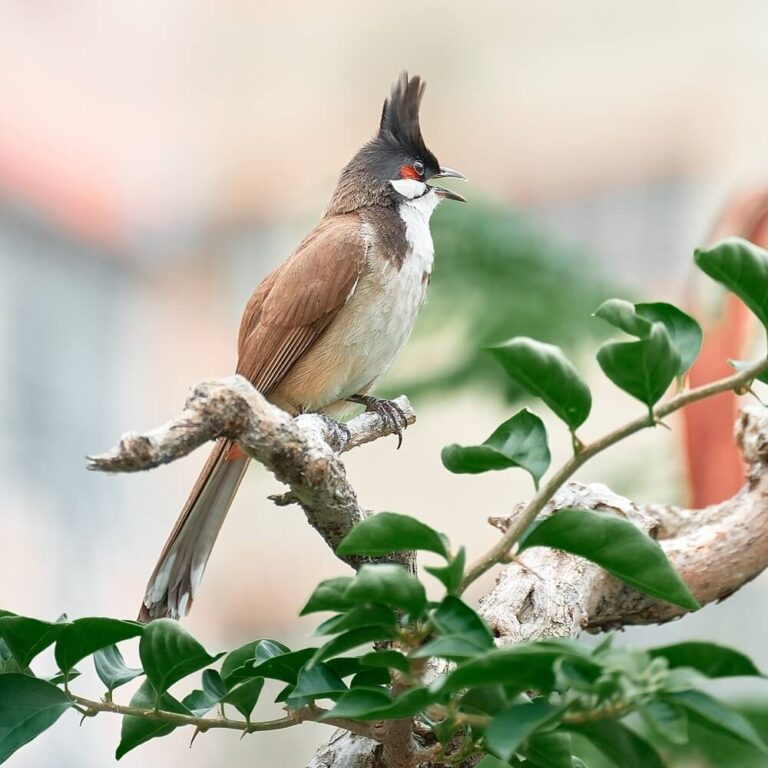 37 Stunning Birds With Mohawks (With Pictures)