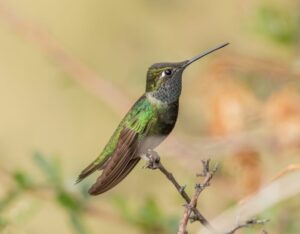 21 Beautiful Small Green Birds (With Pictures & Facts)