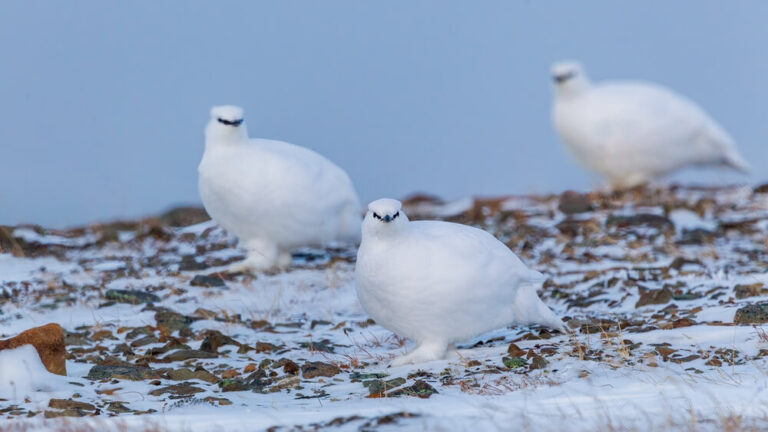 9 Adorable Small White Birds (Species ID Guide & Pictures)