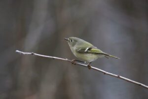 21 Beautiful Small Green Birds (With Pictures & Facts)