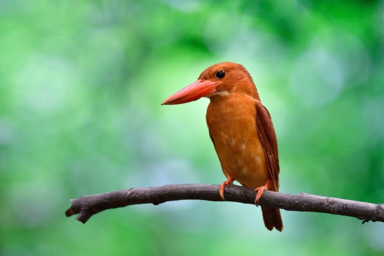 41 Gorgeous Birds With Orange Beaks - BirdChronicle.com