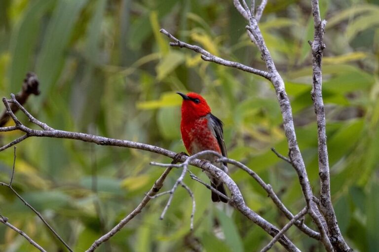28 Birds With Red Heads (With Pictures & Facts)