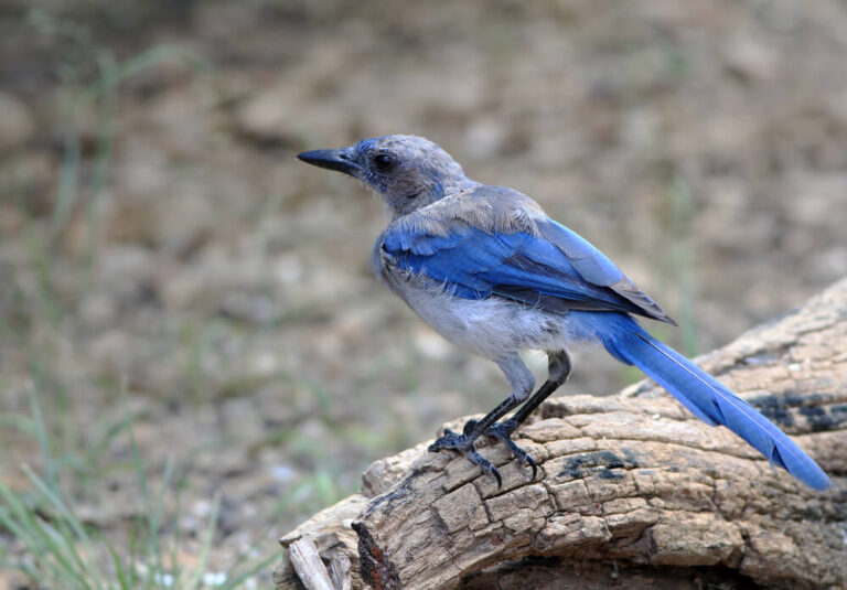 43 Amazing Purple Birds (With Photos)