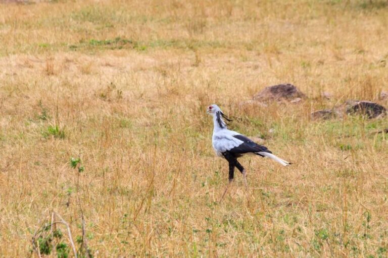 17 Biggest Birds In The World (Photos)
