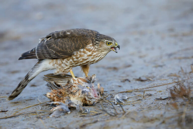 26 Birds That Eat Other Birds (With Photos)