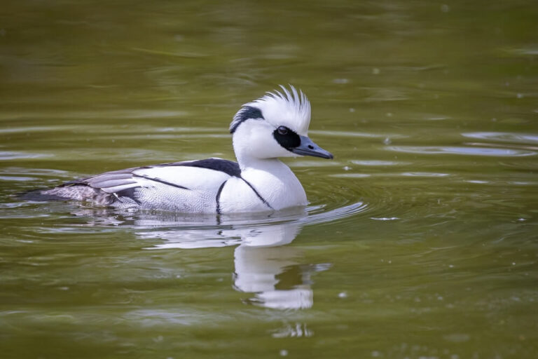 37 Stunning Birds With Mohawks (With Pictures)