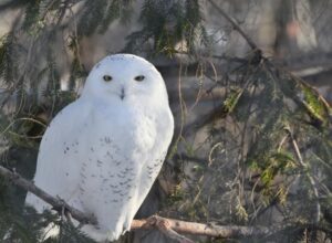 17 Incredible White Birds of Prey (ID Guide with Pictures)